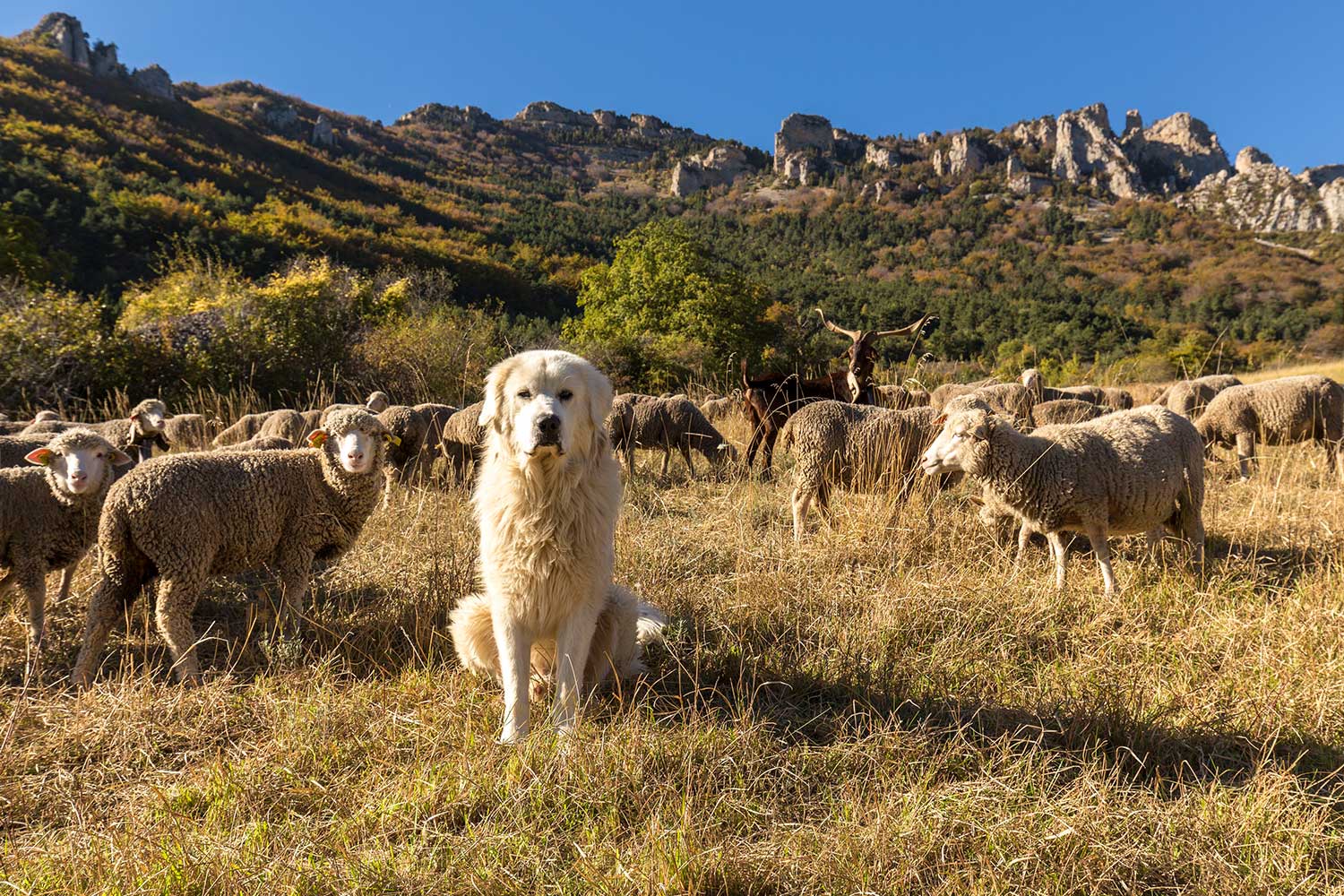 Le patou ou le chien de protection : quelle attitude adopter ? - Mon GR®