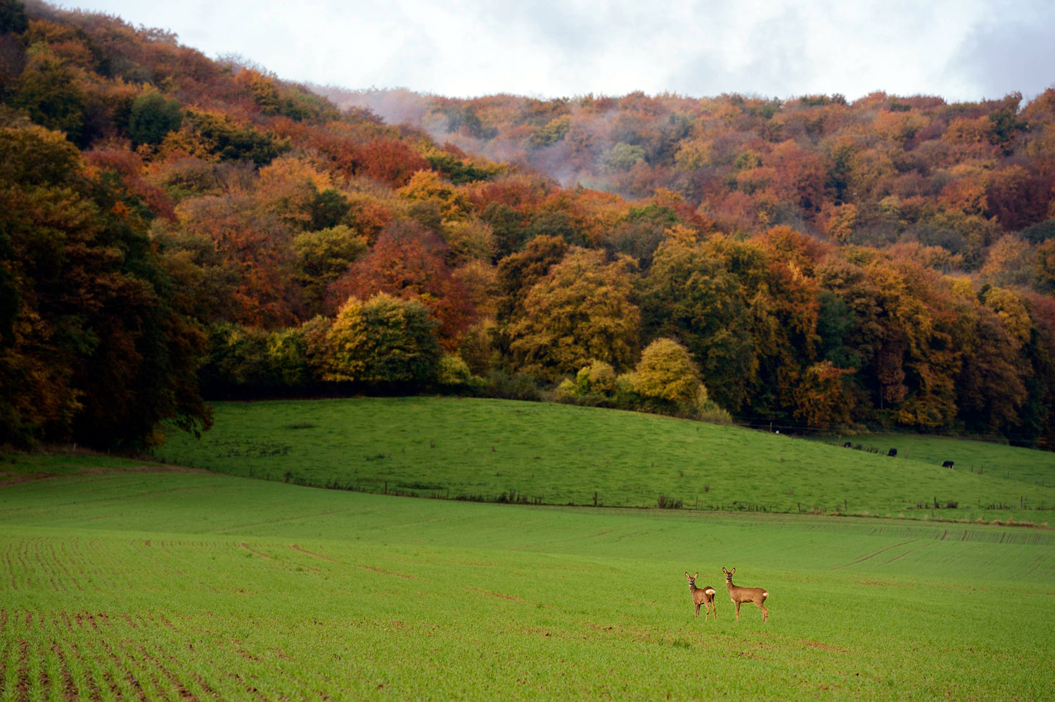 GR de Pays de la Woëvre - Boucle à partir de Bonzée - Mon GR®