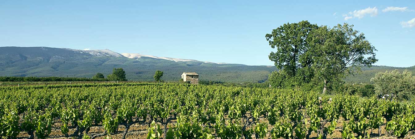 GR de Pays Tour du Massif de Rasteau - Mon GR®